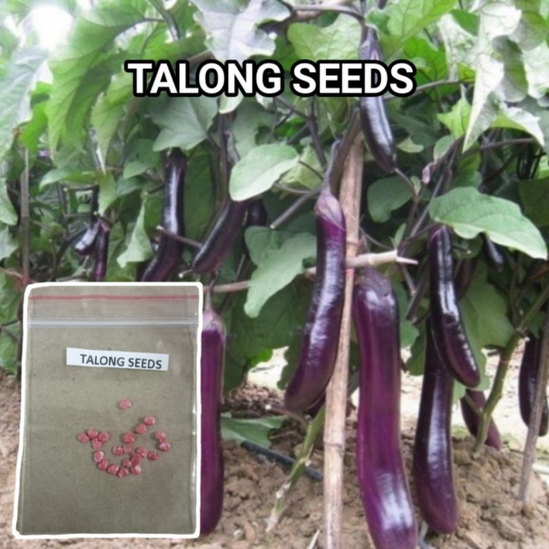 Talong F1 20 Seeds 1 pouch | Shopee Philippines