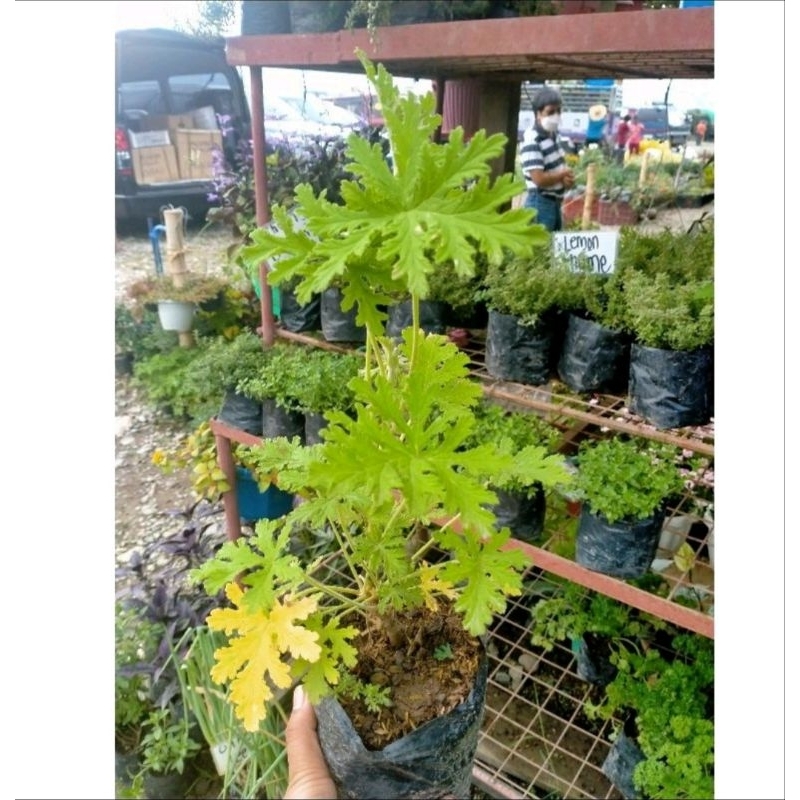 Citronella Malvarosa /Mosquito Repelant | Shopee Philippines