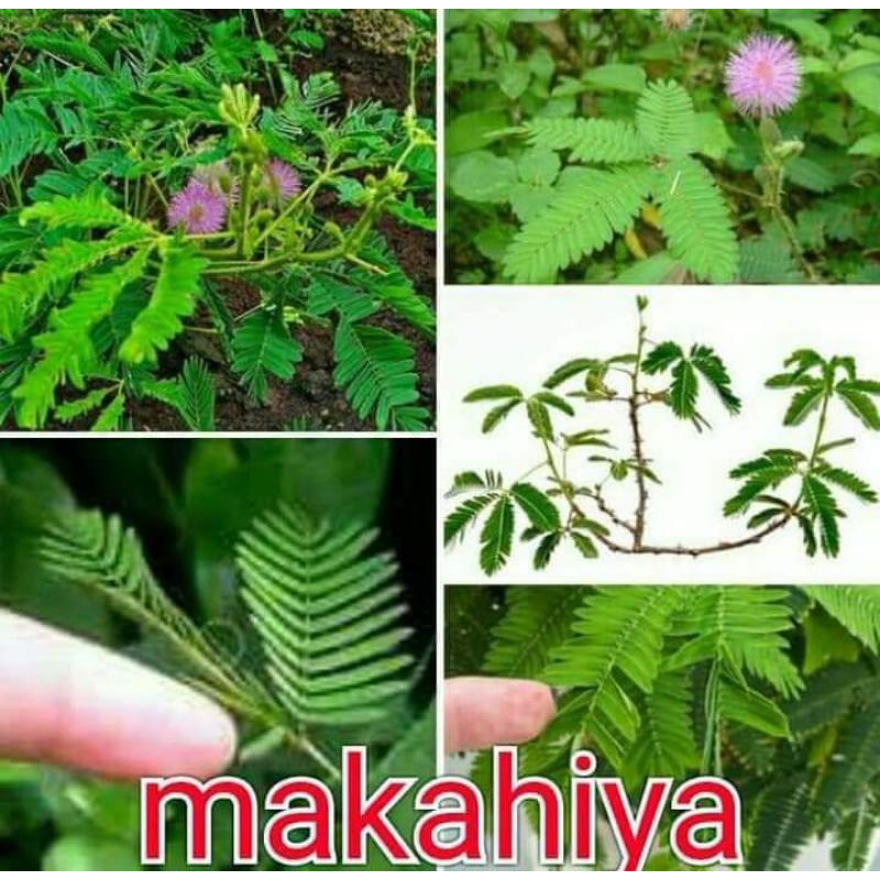 Makahiya Seeds / Seeds for planting (20 Seeds) | Shopee Philippines