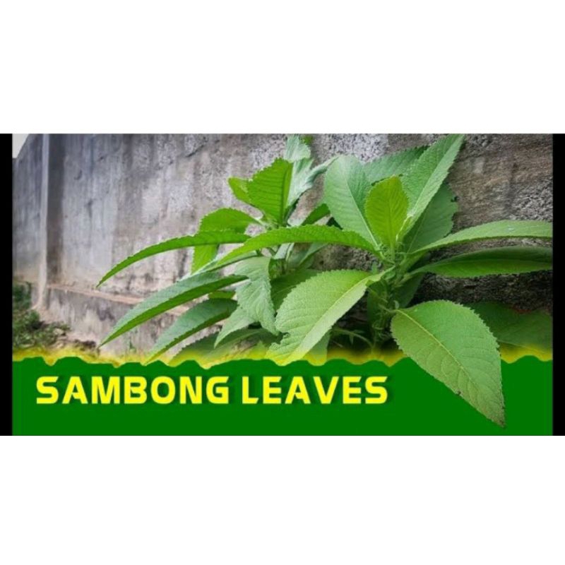 Fresh Sambong Leaves 20pcs per pack | Shopee Philippines