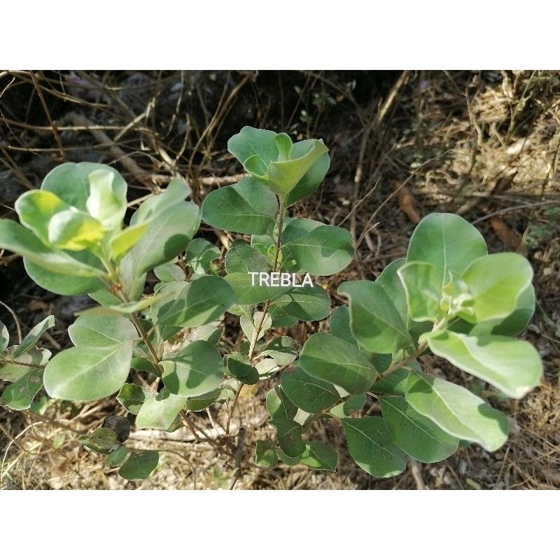 Dangla (Indian Wild Pepper)10 seeds, 2pcs 5" cuttings and 100grams ...