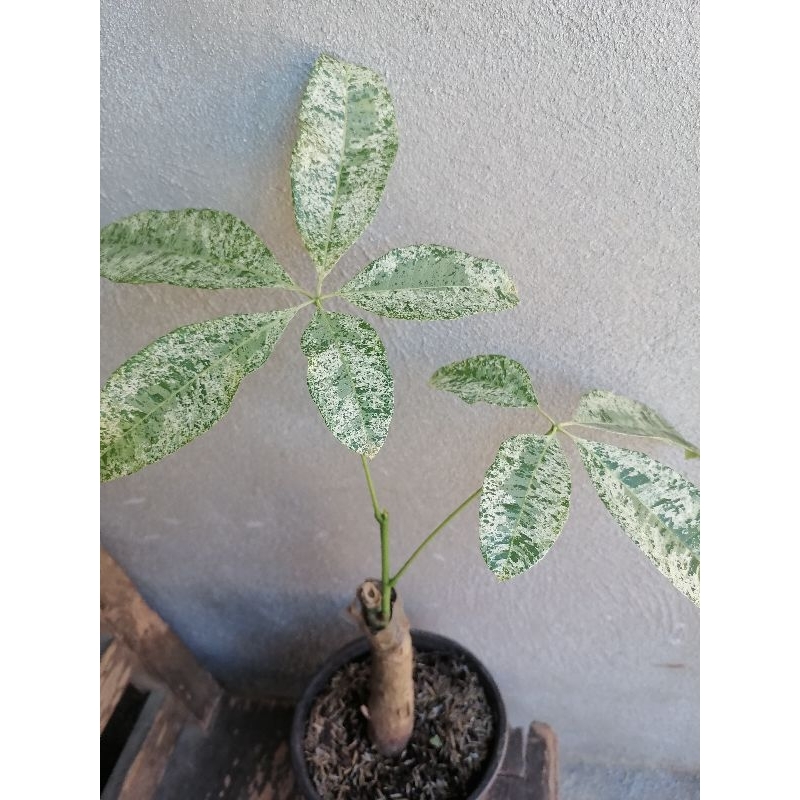 Money Tree Variegated in seed ling bag potted | Shopee Philippines
