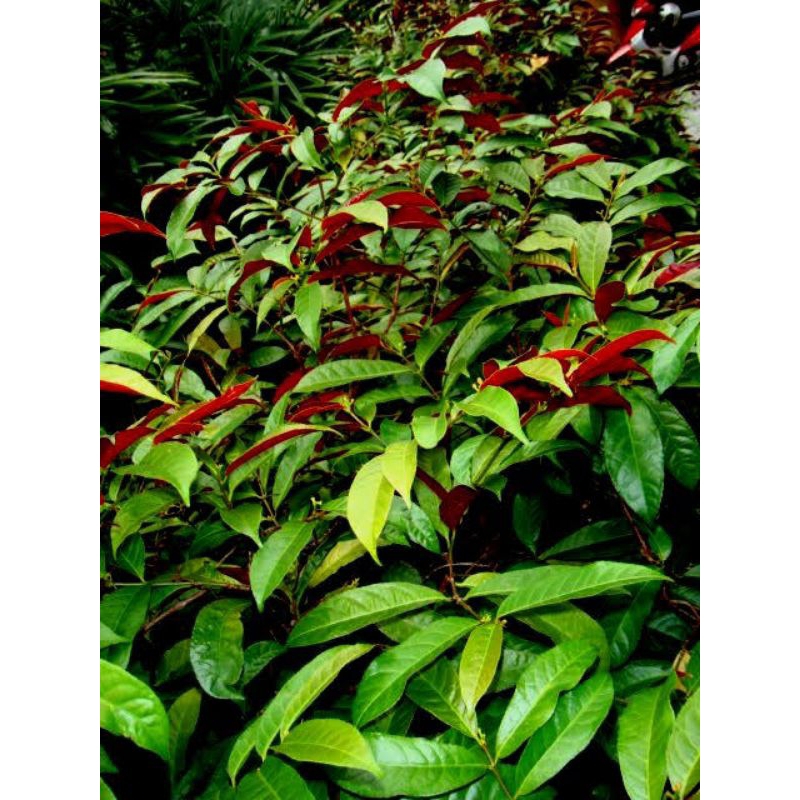 Picarra Jungle Fire Excoecaria cochinchinensis bicolor / Variegata ...