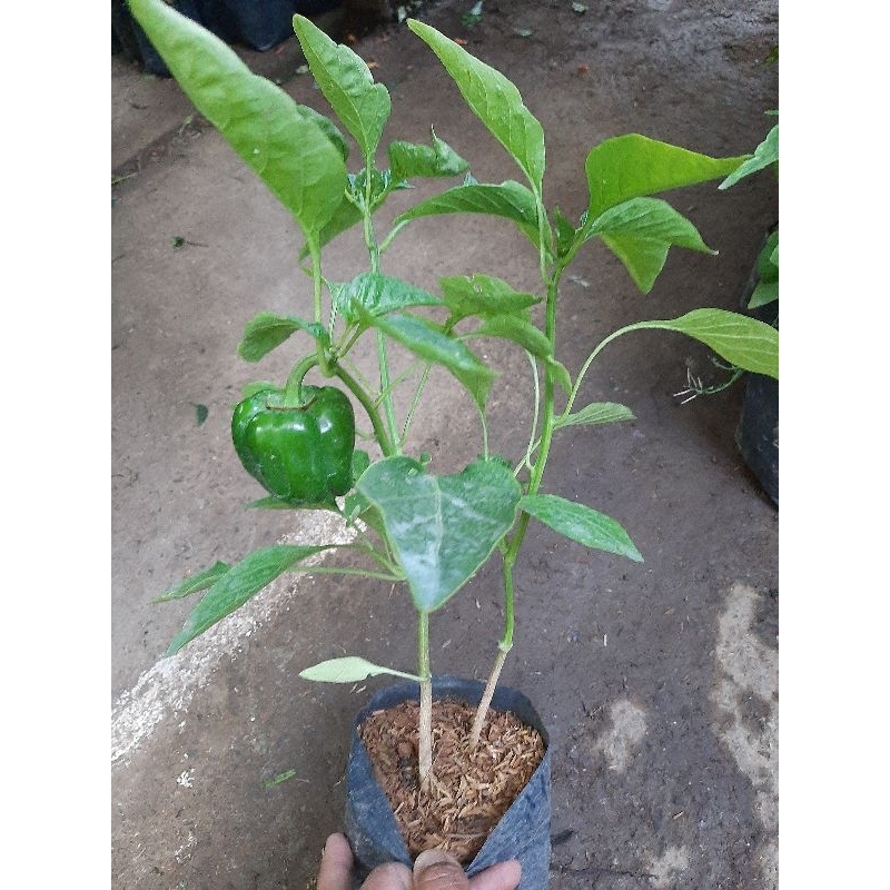 sili(different varieties) | Shopee Philippines