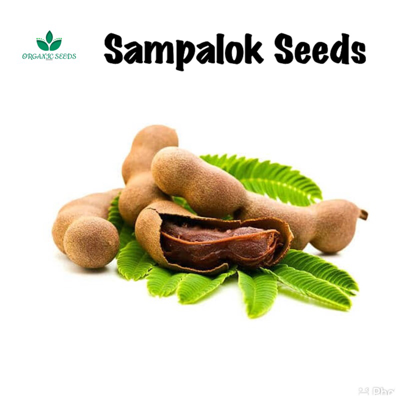 Sampalok/Tamarind Seeds (3seeds) | Shopee Philippines