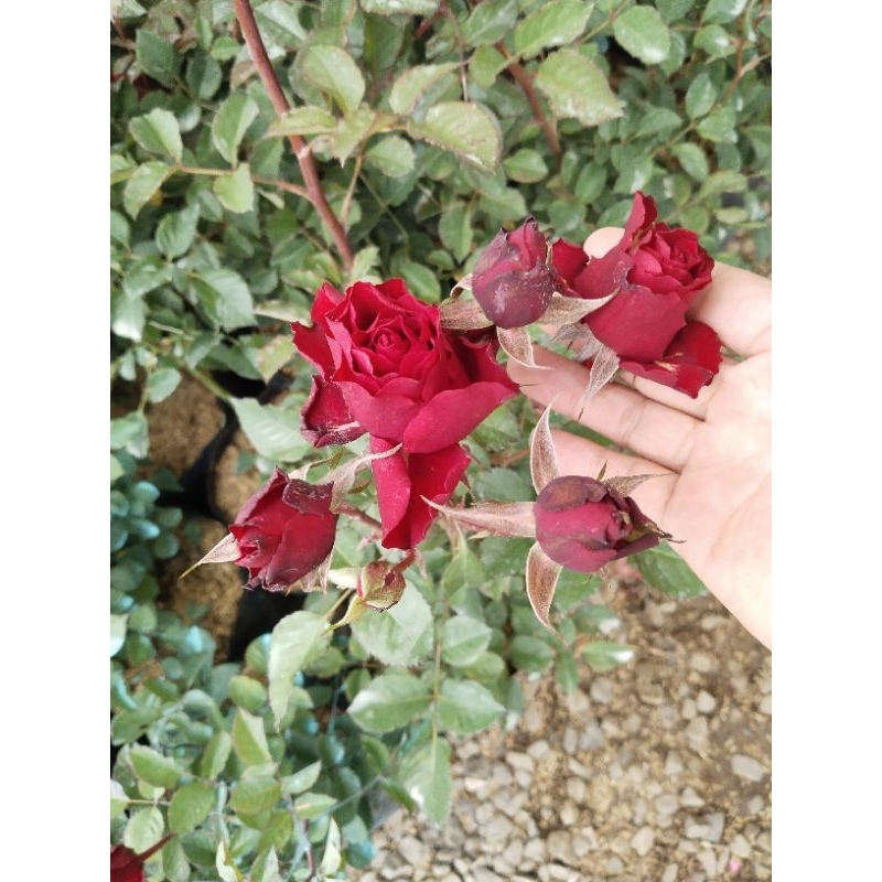 Top Rare Rose and American Rose (ship in luzon only)(for garden decor ...