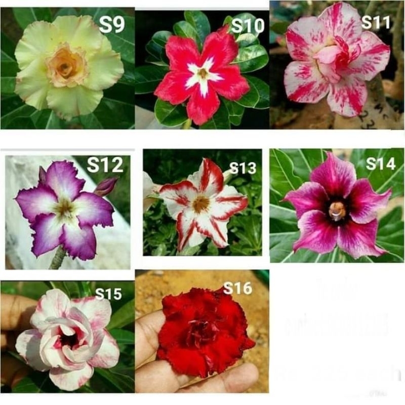 set 3 Rare Adenium Rose Bonsai arabicum dessert Imported Varieties ...