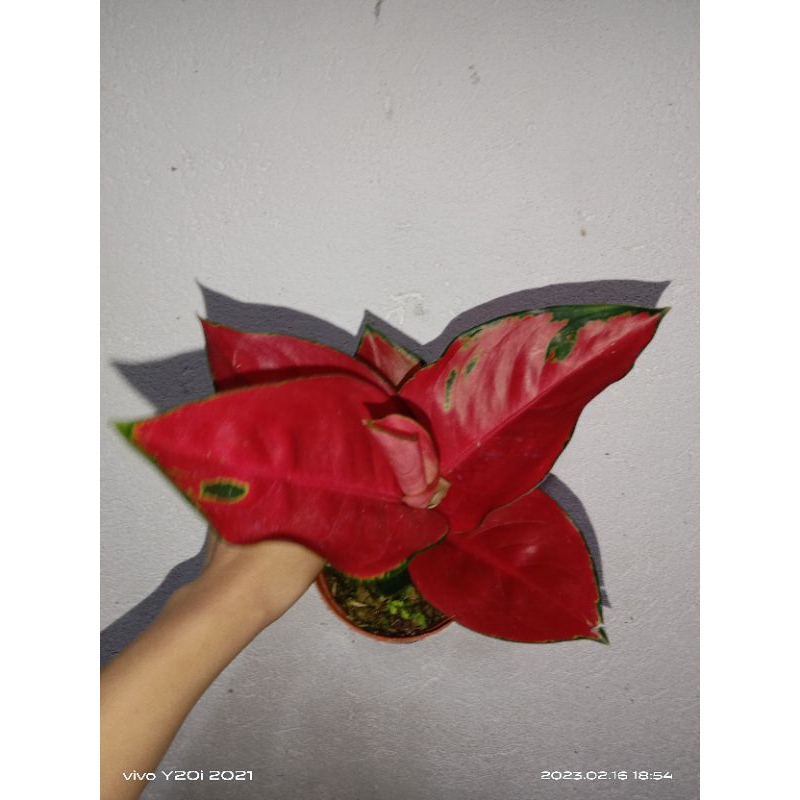 Suksom Jaipong Aglaonema a rare indoor plant with beautiful ornamental ...