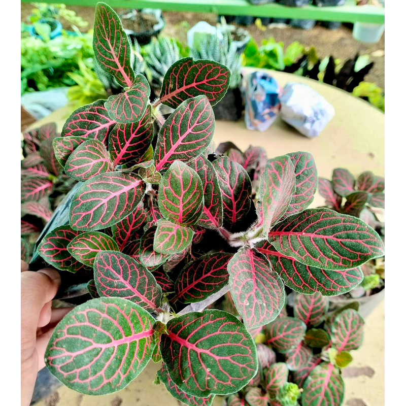Fittonia Red Vein (ESTABLISHED) | Shopee Philippines