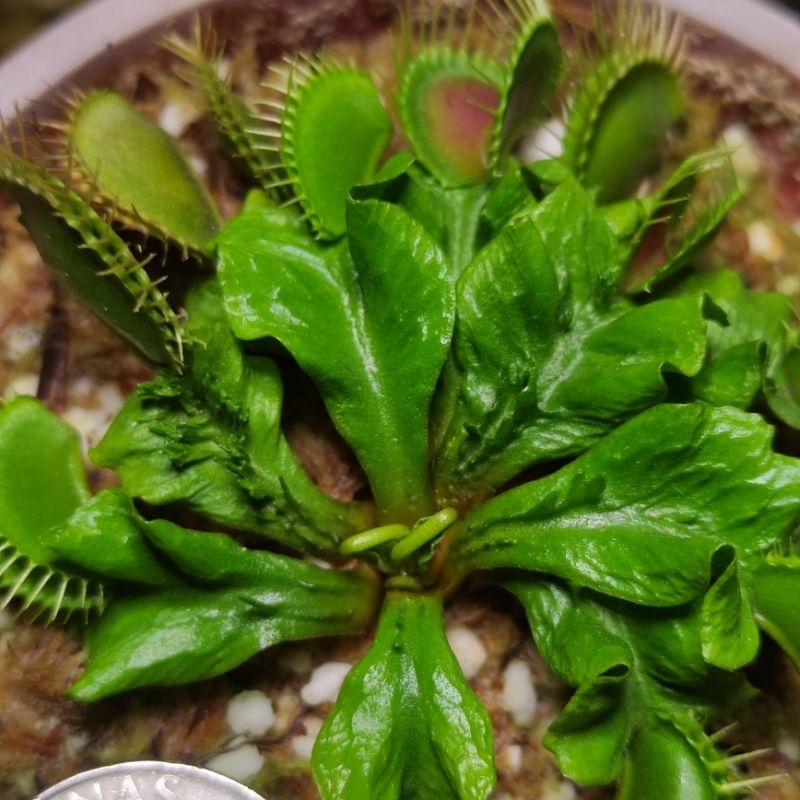 Venus Flytrap Trichterfalle | Shopee Philippines