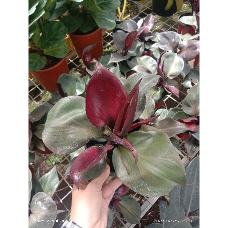 Philodendron Red Heart: Unleash Passion with Heart-Shaped Foliage in ...