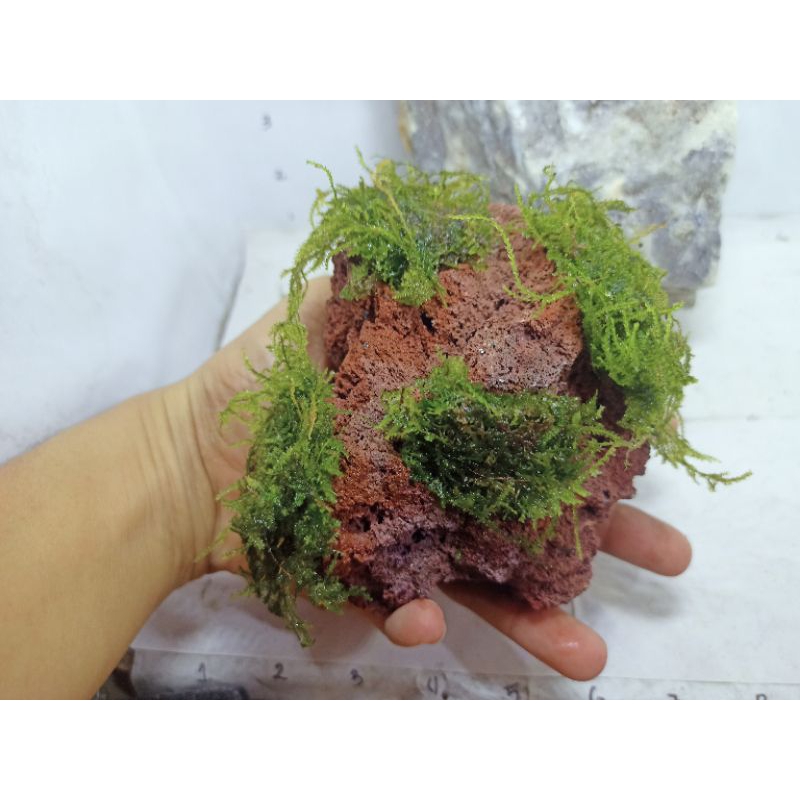 moss/lava rock design for aquarium 1pc | Shopee Philippines