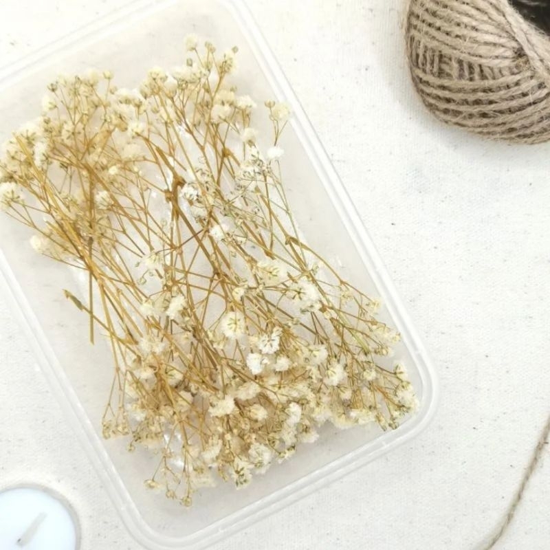 Preserved Dried Gypsophila Real Flowers in a Tub Gift Wedding Party ...