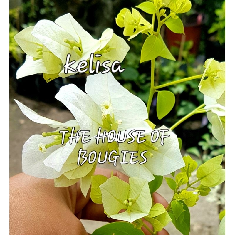 BOUGAINVILLAE ROOTED TOP RARE KELISA (TRICOLOR,pure white flowers with ...
