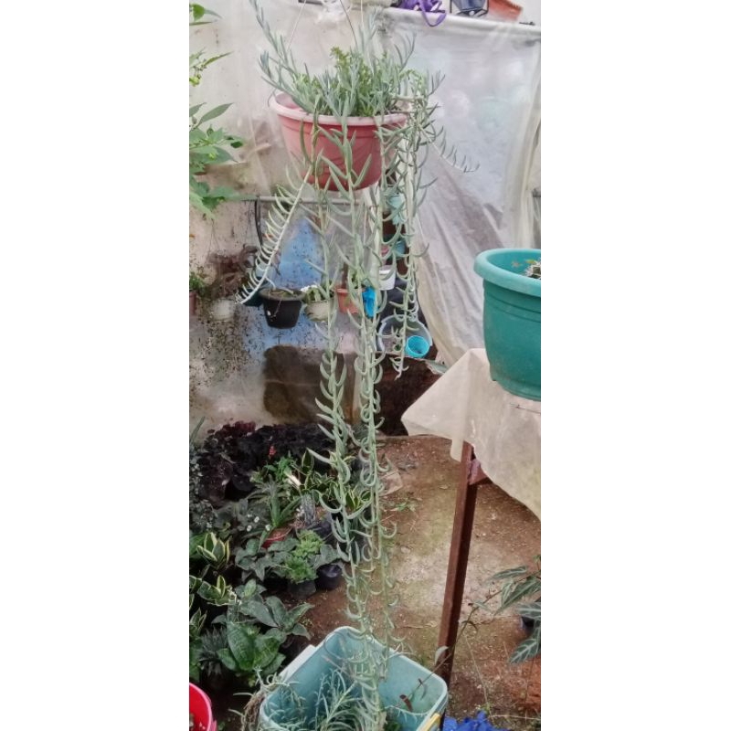 string of fish hooks(super lush and trailing) | Shopee Philippines