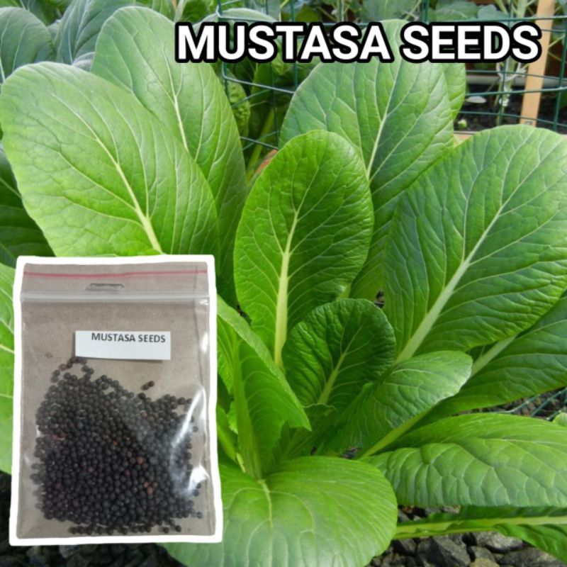 MUSTASA 200 SEEDS.... | Shopee Philippines