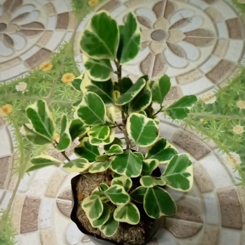 Ficus triangularis variegata (in polybag) LUZON ONLY | Shopee Philippines
