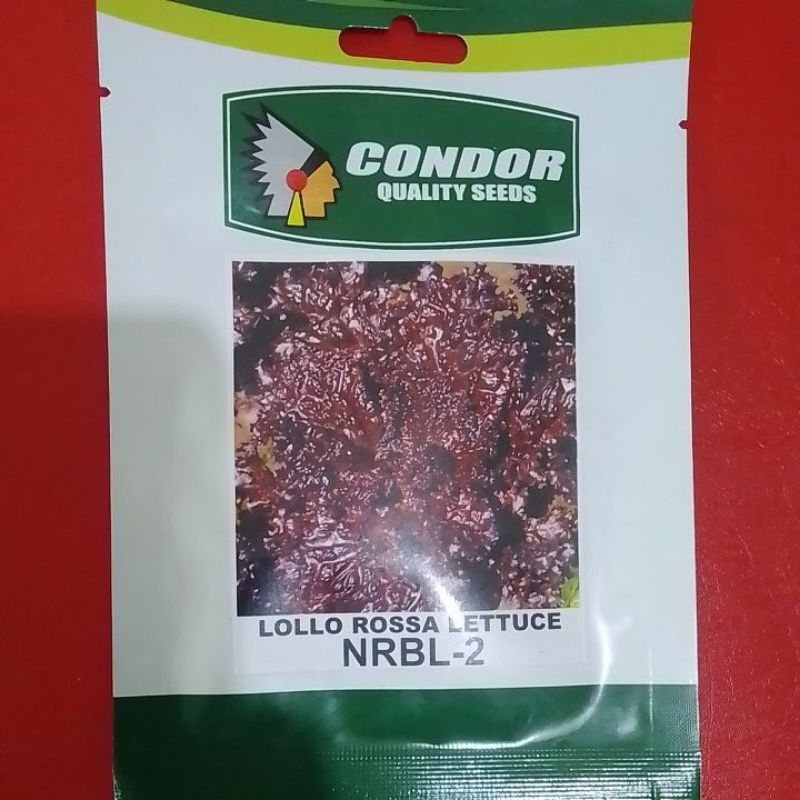 LOLLO ROSA LETTUCE NRBL-2 (5GRAMS)BY CONDOR SEEDS | Shopee Philippines