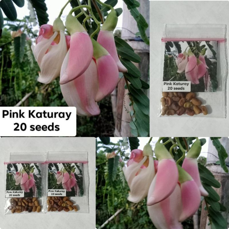 Pink Katuray 20 Seeds / Vegetable Hummingbird Edible Forage Flower ...