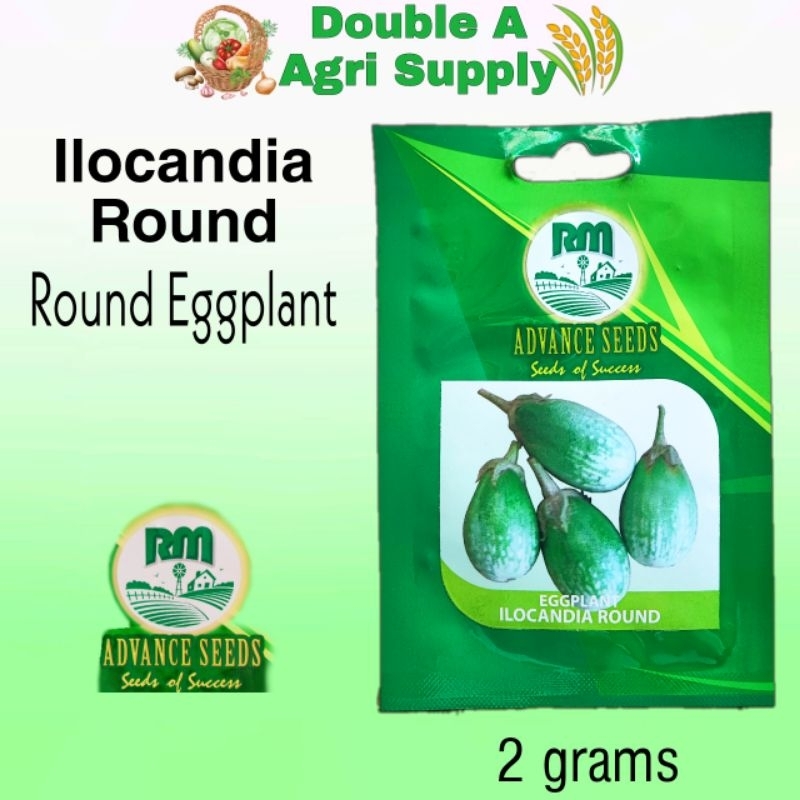 Ilocandia Round Eggplant / Talong Pack - RM Advance Seeds | Shopee ...