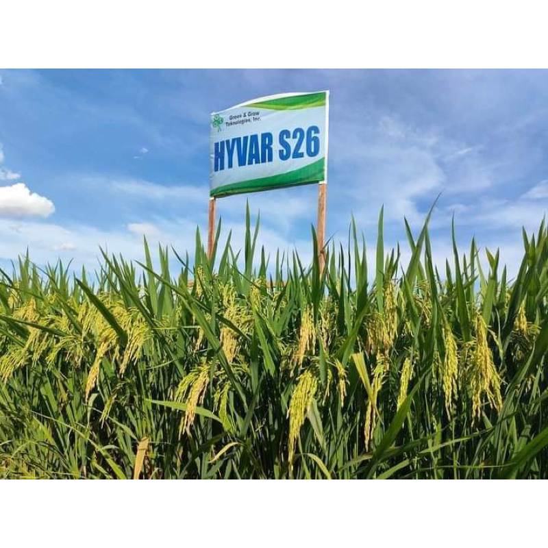 HYVAR S26 Hybrid Rice Seed | Shopee Philippines