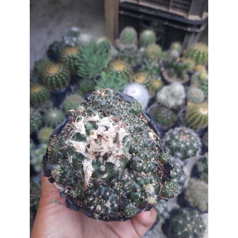 frilea cactus(uncommon cactus) | Shopee Philippines
