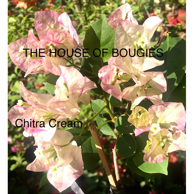 BOUGAINVILLAE ROOTED CHITRA FAMILY - CHITRA CREAM(tricolor flowers ...