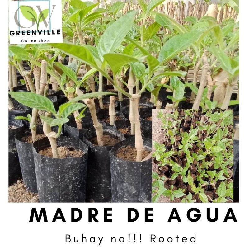 MADRE DE AGUA cuttings ROOTED. (100% May ugat at buhay na. Pwede na ...
