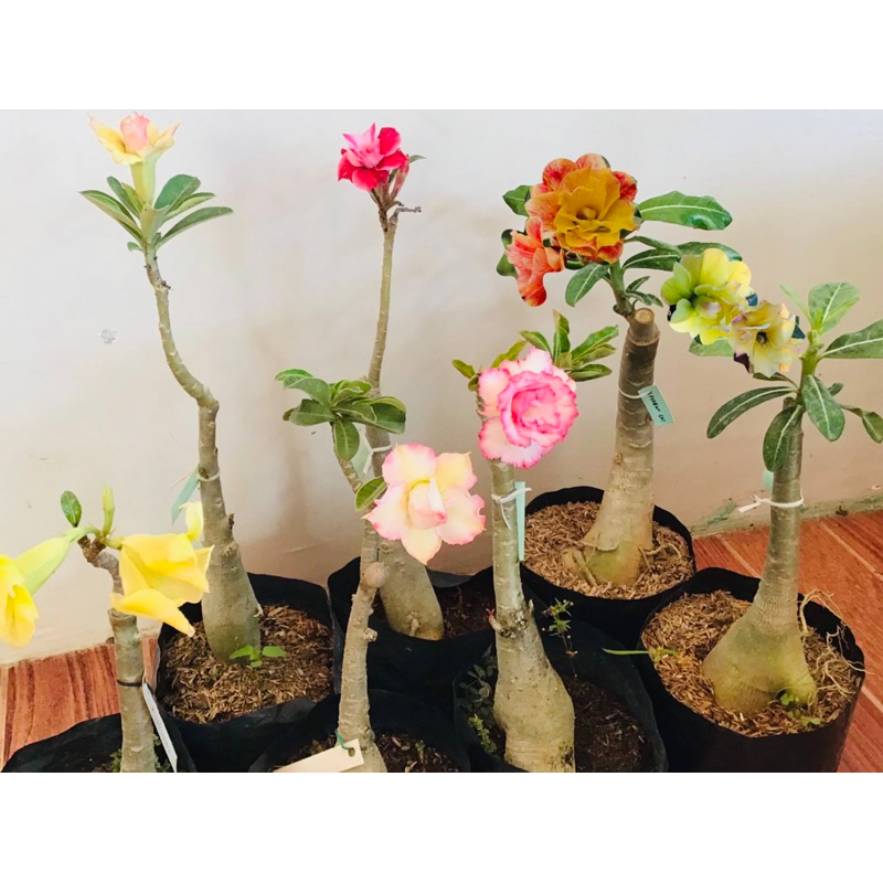 Grafted Adenium Plants Beautiful flower | Shopee Philippines