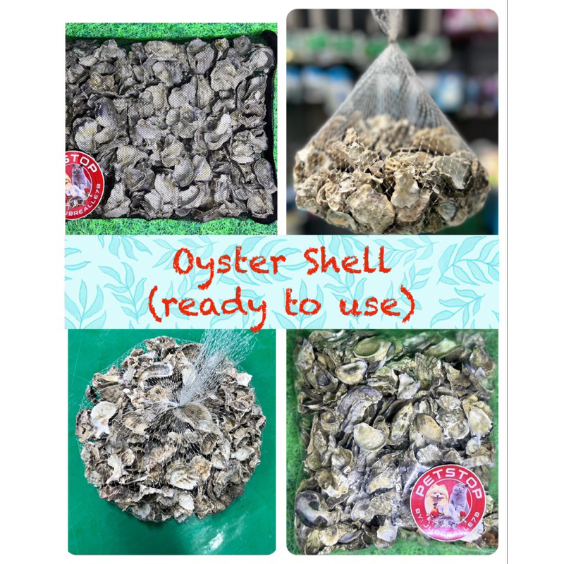 Oyster Shell with net, Talaba Shell Filter Media 1kg | Shopee Philippines