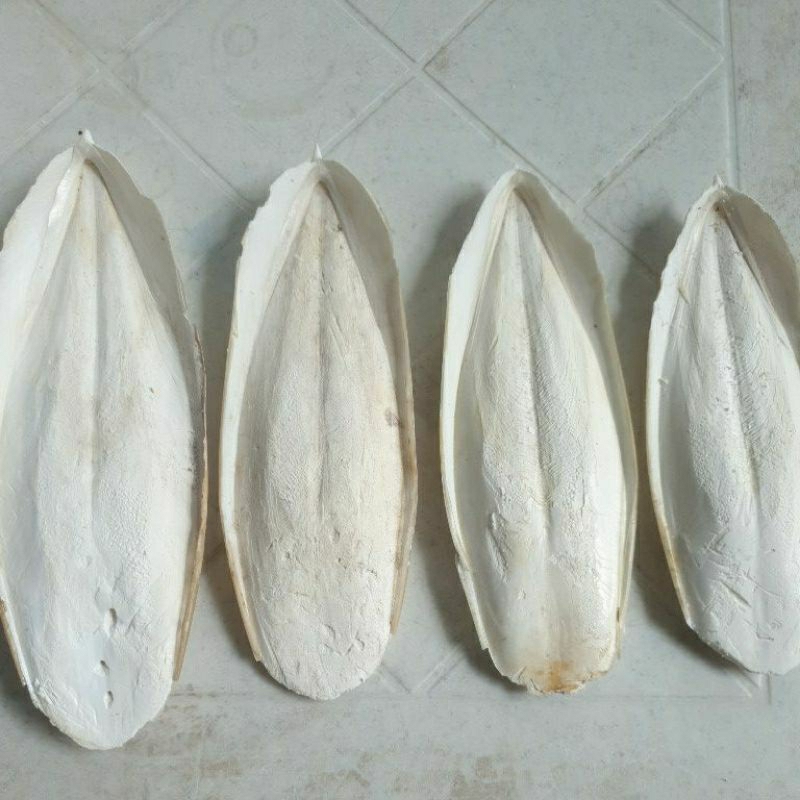 Cuttlebone for Birds (per pcs) | Shopee Philippines