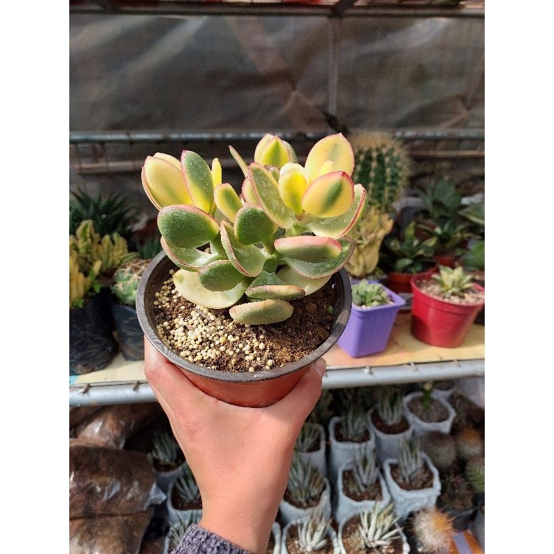 Variegated Jade (hummel sunset) | Shopee Philippines