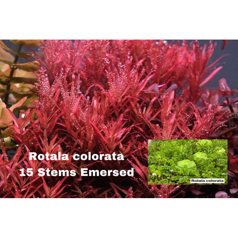 Rotala colorata (15 Stems) Aquatic Plant | Shopee Philippines