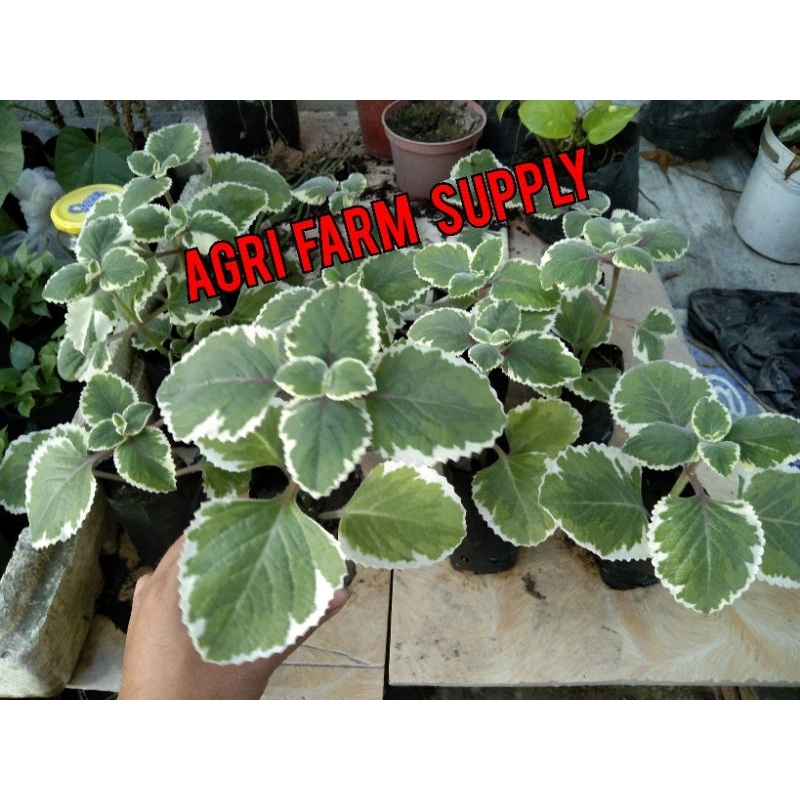 oregano cuttings only(variegated) | Shopee Philippines oregano cuttings only(variegated) | Shopee Philippines
