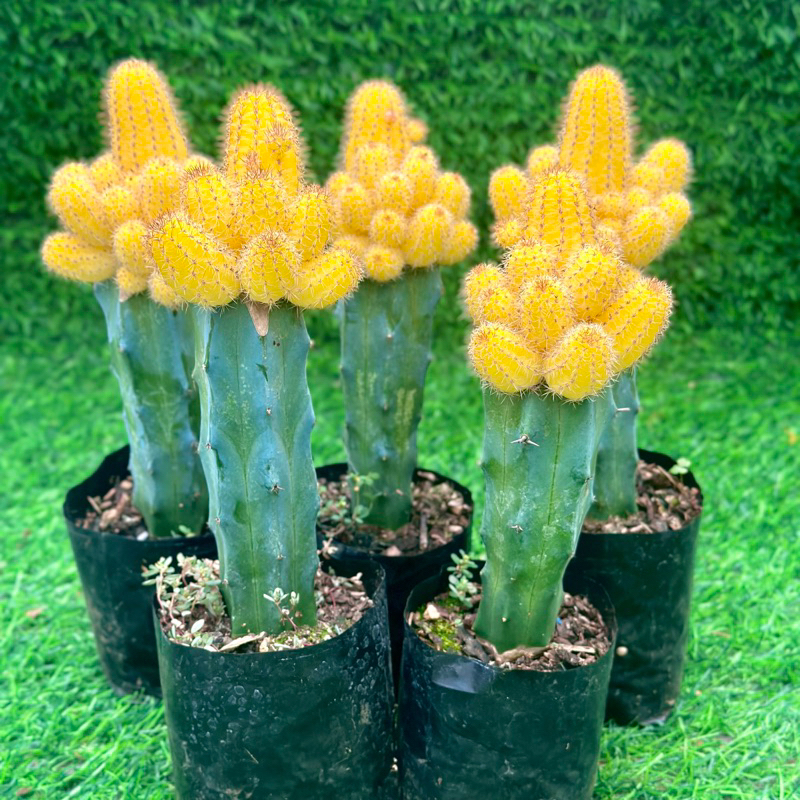 Grafted Corn Live Cactus (1pc) / Uprooted / Rare / Uncommon/ Outdoor ...