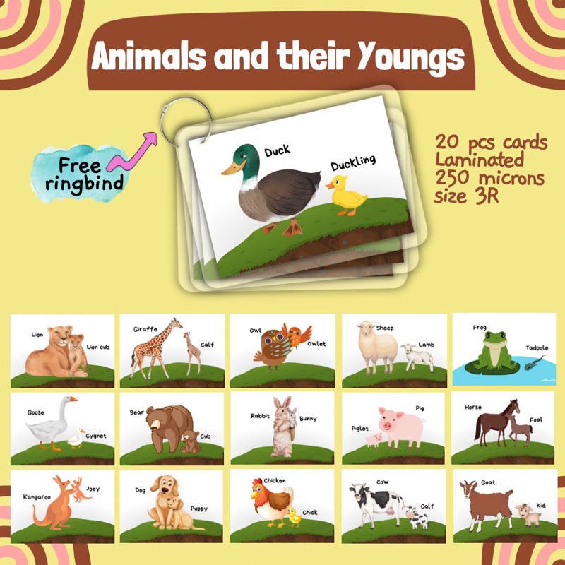 Animals and their youngs educational laminated flashcards for toddler ...