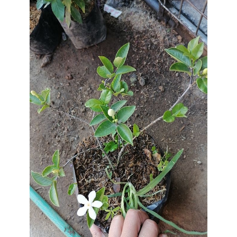 White Angel seed ling in poly bag | Shopee Philippines