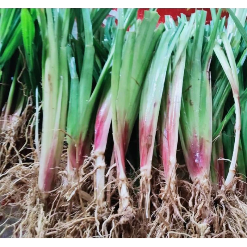 Setaria Grass for Livestocks (Uprooted - Planting Materials) | Shopee ...