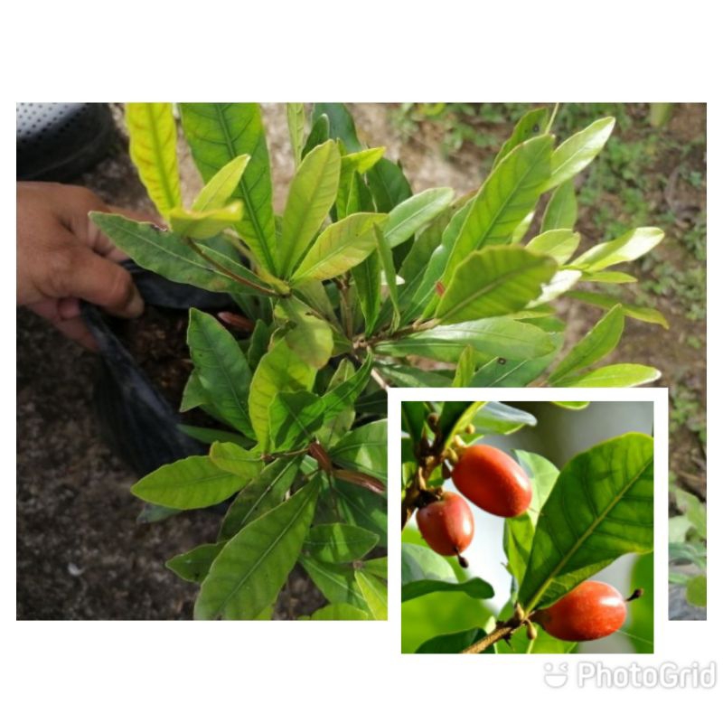Seeds repack Magic Fruit or Miracle Fruit ( Red Berry) seedling Outdoor ...