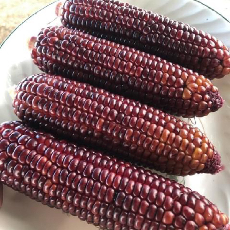 Purple sweet corn Morado F1 | Shopee Philippines