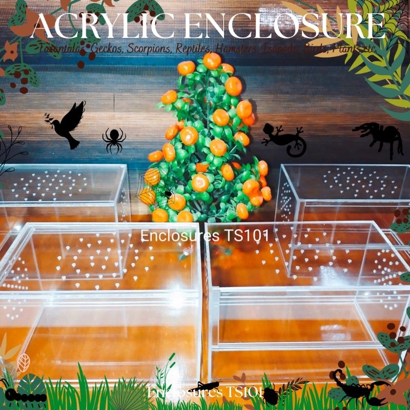 Acrylic Enclosure Cage Box 8x5 for Tarantula, Scorpion, Reptiles ...