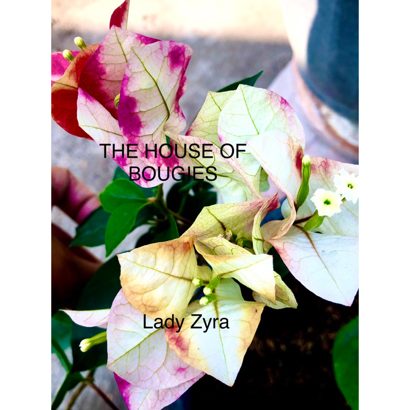 BOUGAINVILLEA ROOTED CHITRA FAMILY-LADY ZYRA (TRICOLOR MIX flowers ...