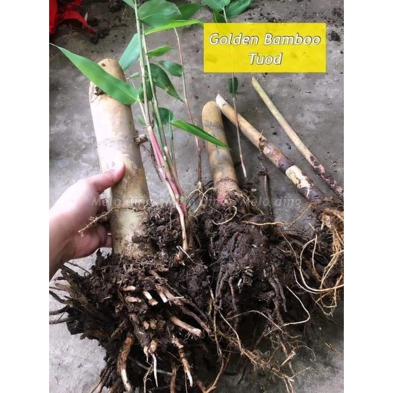 5pcs Bamboo Stump / Tuod / Mother / POLE / THAILAND / GOLDEN/ BLUE ...
