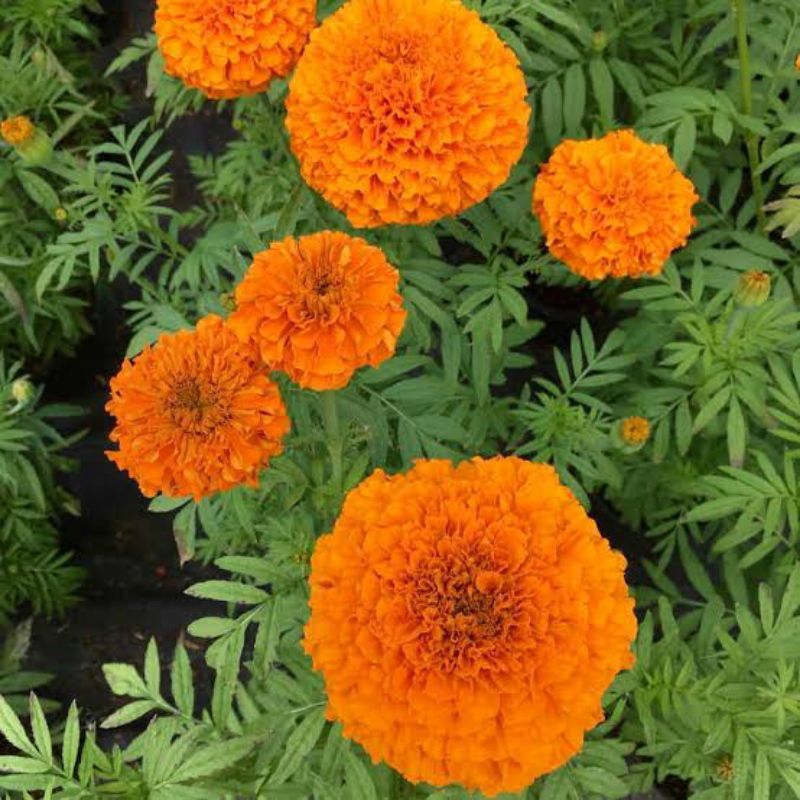 African Marigold (20 seeds) | Shopee Philippines