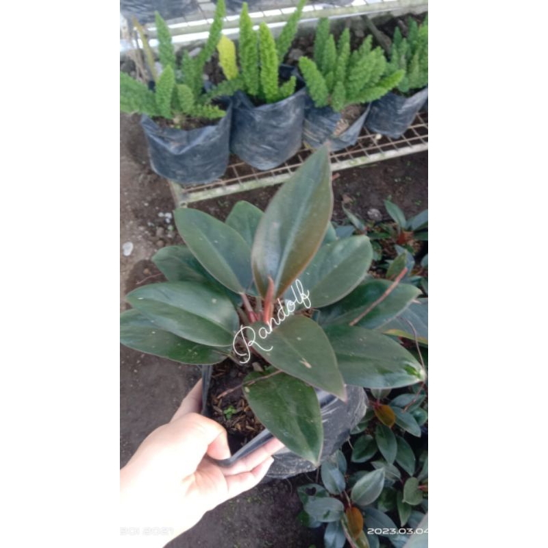 dwarf Red Congo Philodendron | Shopee Philippines