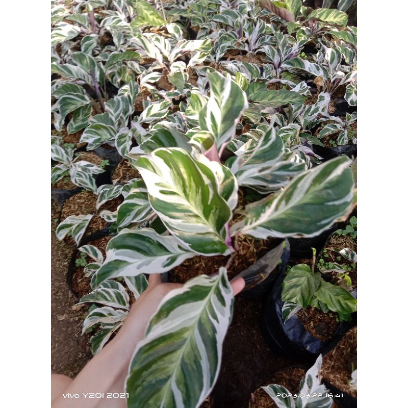 Calathea White Fusion Rare Lush Leaves | Shopee Philippines