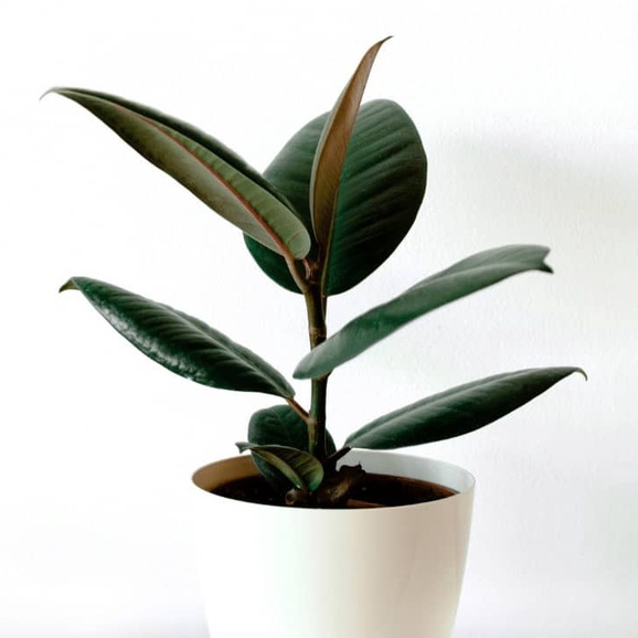 Rubber Plant dwarf (Ficus elastica) RUBBER PLANT DWARF VARIETY | Shopee ...