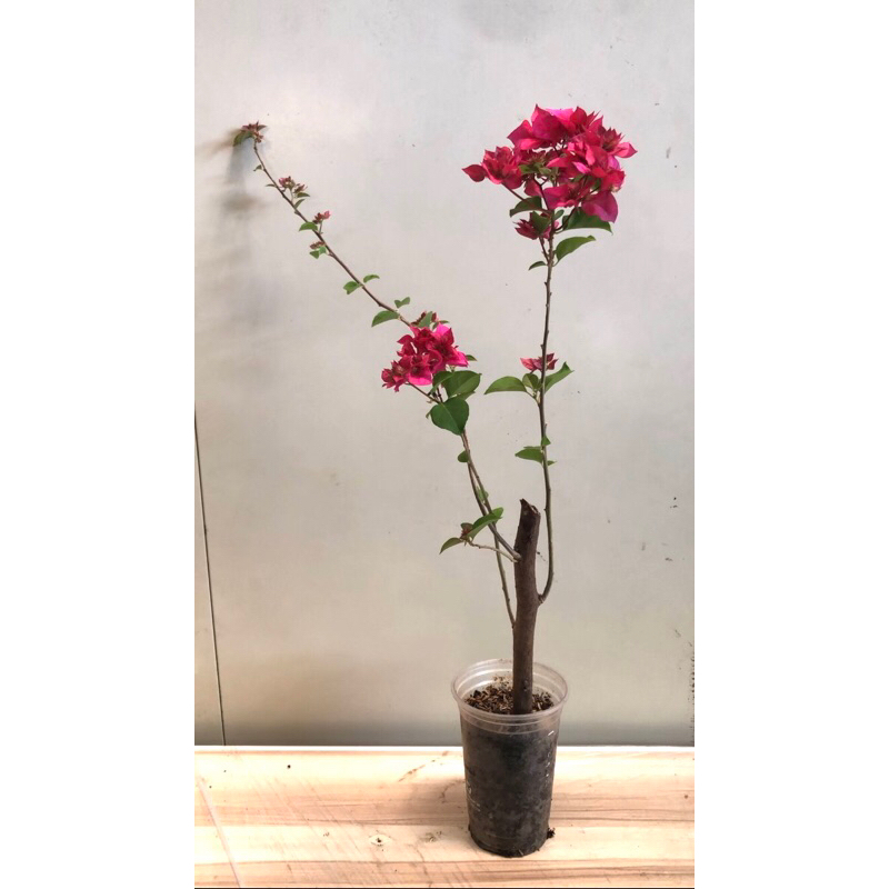 Bougainvillea Dark Pink (Double Petal) - pc with roots | Shopee Philippines