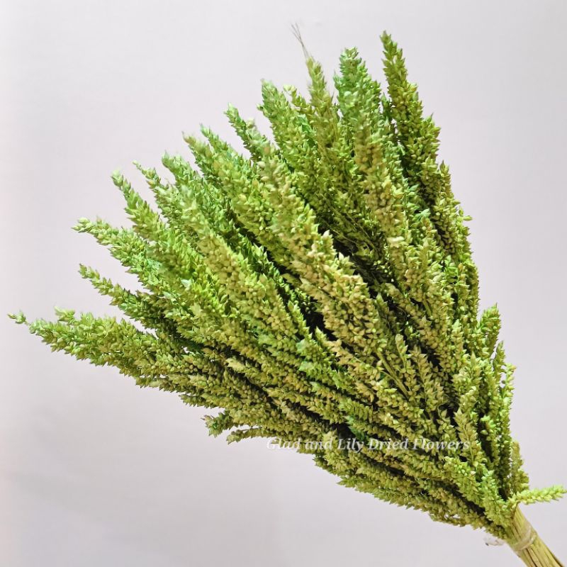 Dried Trigo Flower (half or whole bundle) | Shopee Philippines