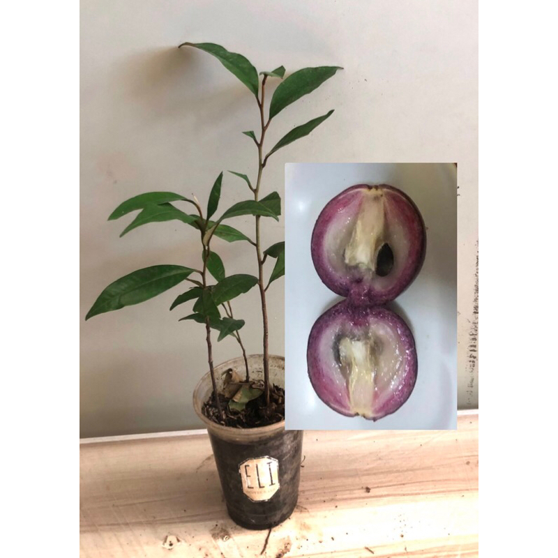 Star Apple (Kaimito) Tree Seedlings - 1 pc. | Shopee Philippines